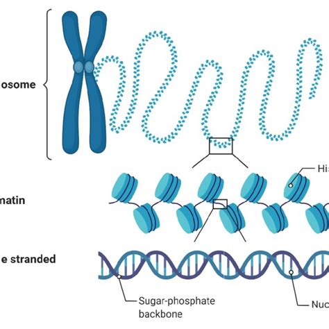 2 Structure Of A Chromosome In A Double Stranded Dna Helix The