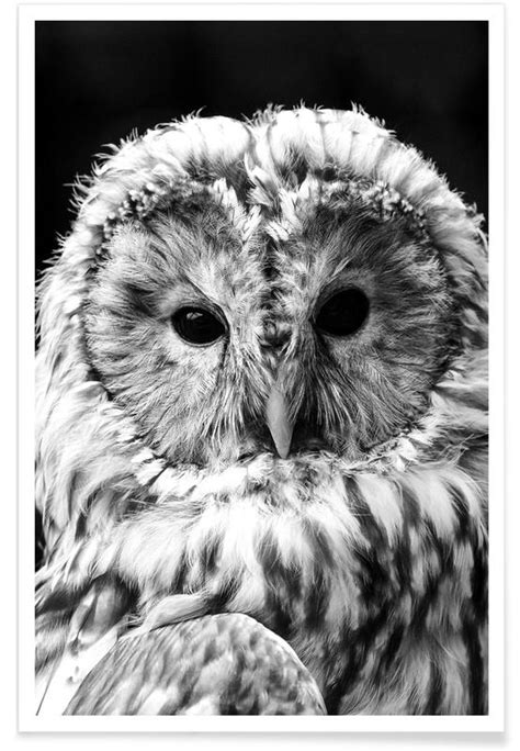 wise owl poster juniqe