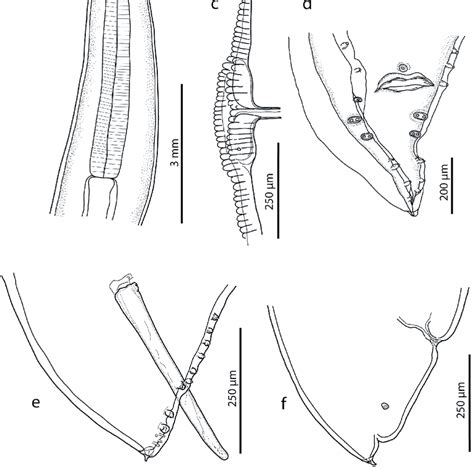Ascaris Lumbricoides Line Drawings A Anterior End With Oesophageal