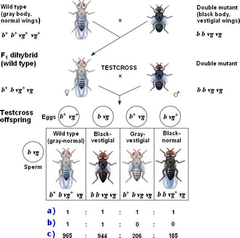 Chapter 15 The Chromosomal Basis Of Inheritance