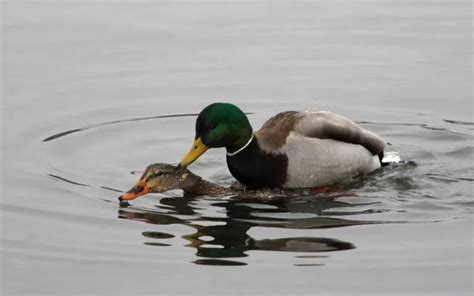 How Do Ducks Mate Learnpoultry