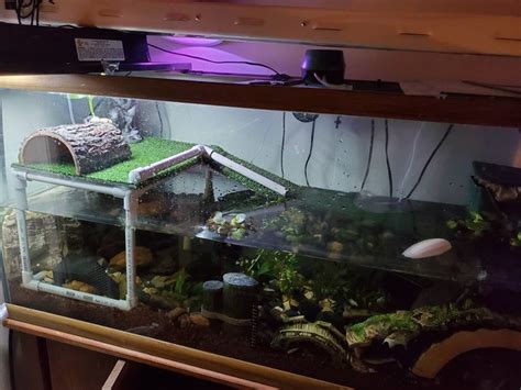 Pin De Amanda Davis Turtle Reptile En Reeves Turtle Aquarium
