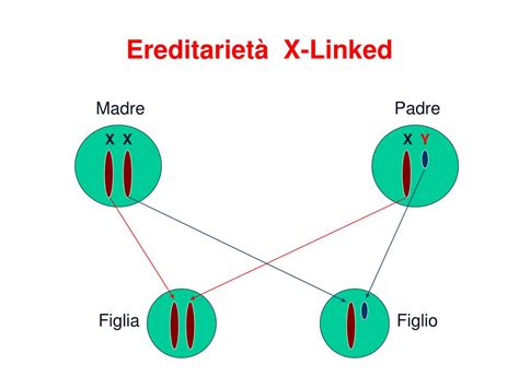 ppt ereditarietà x linked powerpoint presentation free download id