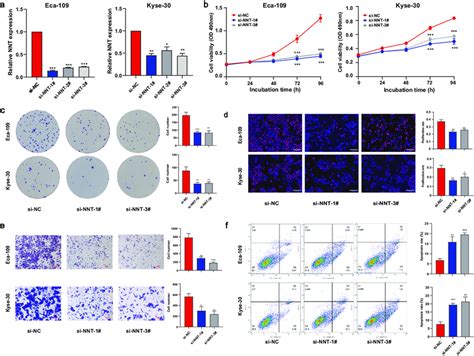 Knockdown Of Nnt Suppressed Escc Cell Proliferation And Migration A