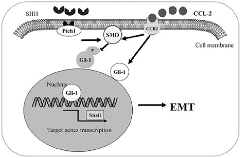 Schematic Diagram Of The Ccl2 Ccr2 Axis Activating Hh Signaling Ccl2