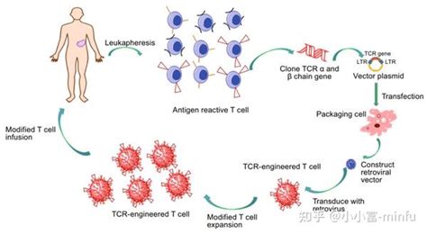 癌症治疗的tcr T细胞疗法：现状和未来应用 知乎