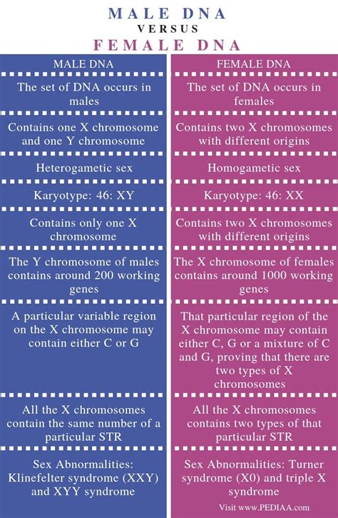 what is the difference between male and female dna pediaa