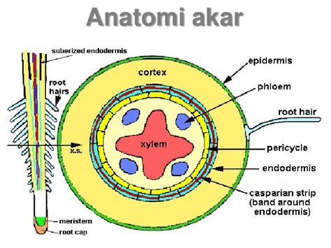 Struktur Anatomi Akar Dikotil Dan Monokotil