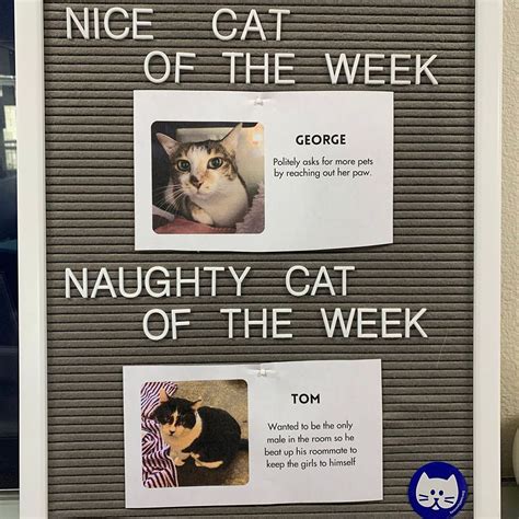 Heaven On Earths Perrys Place Goes Viral For Nice And Naughty Cat
