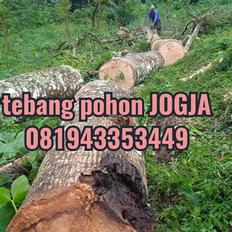 Jasa Tebang Pohon Harga Terjangkau Lebih Efisien Di Yogyakarta Tribun