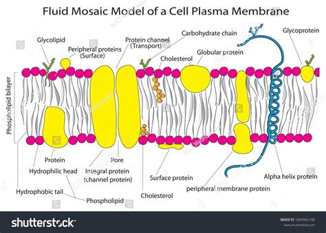 Fluid Mosaic Model Cell Plasma Membrane Stock Vector Royalty Free