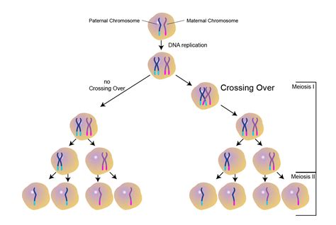 Genetics Part Iii Mutations And Polymorphisms