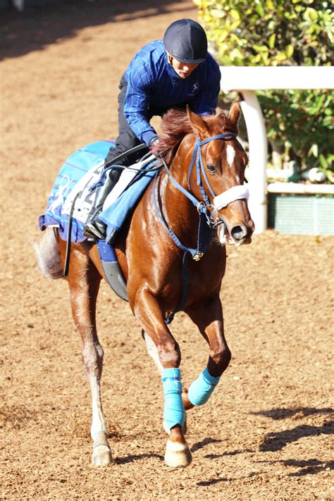 【阪神大賞典】ブレークアップ陣営は初距離克服に自信 吉岡調教師「上手に競馬ができるので大丈夫」 Umatoku 馬トク