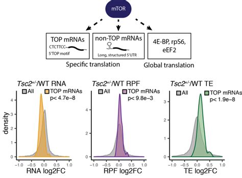3 Dysregulation Of Top Mrnas In Tsc2 Top Schematic Depicting Mtor