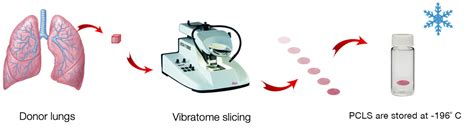precision cut lung slices anabios