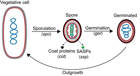 Milestones In Bacillus Subtilis Sporulation Research
