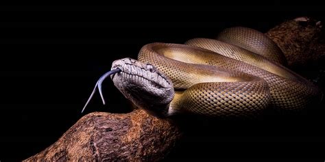 why not python
