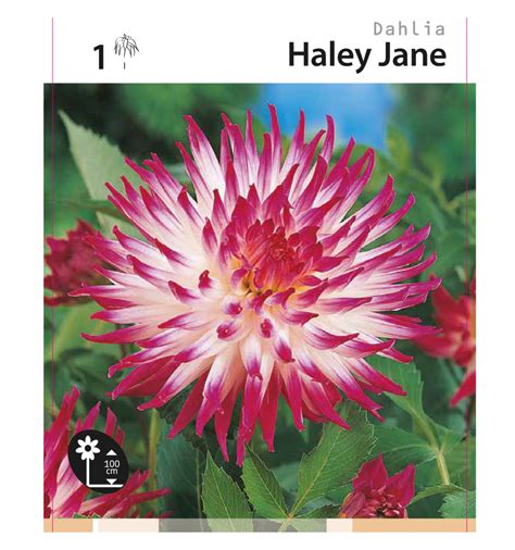 Jurginai Kak Haley Jane 21006