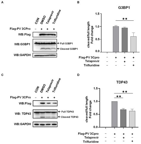 Development Of Fret And Stress Granule Dual Based System To Screen For