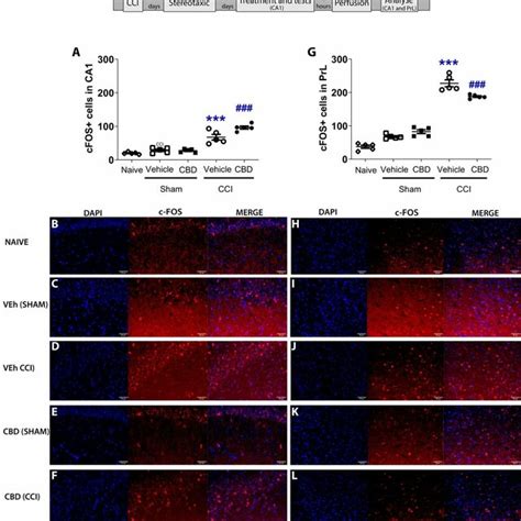 Cbd At 60 Nmol Effect On The Number Of C Fos Protein Labeled Neurons In