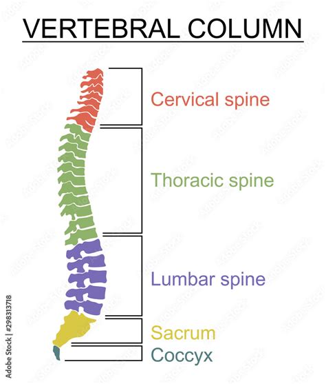 Diagram Of A Human Spine With The Name And Description Of All Sections