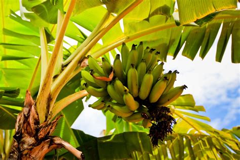 Panduan Cara Menanam Pohon Pisang Secara Lengkap