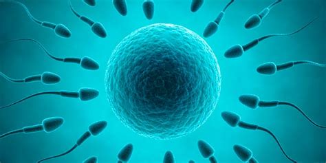 asexual vs sexual reproduction difference and comparison