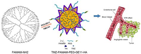 Chemical Structure Of The G5 Pamam Dendrimer With 128 Amino Groups And