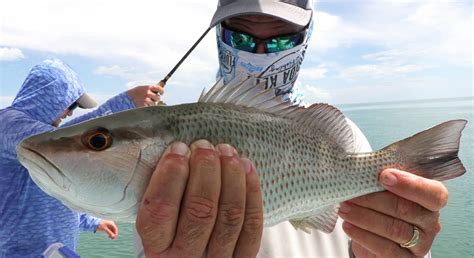 2 tips for catching keeper size inshore mangrove snapper