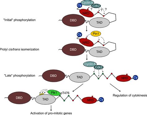 Hypothetical Model Of Cell Cycle Dependent B Myb Activation B Myb Is