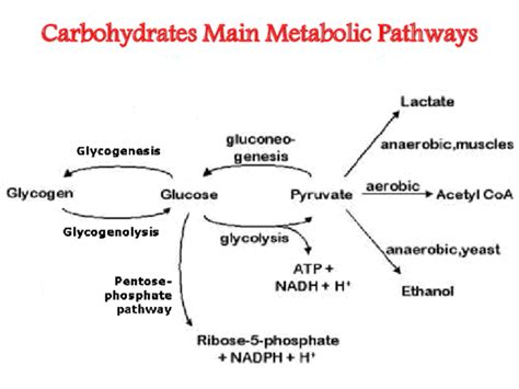 Pathway Of Carbohydrate Metabolism