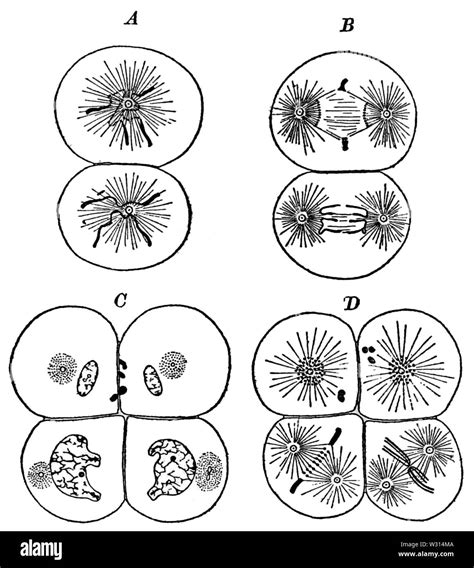 Psm V85 D126 Germ And Somatic Cell Differentiation In The Egg Of