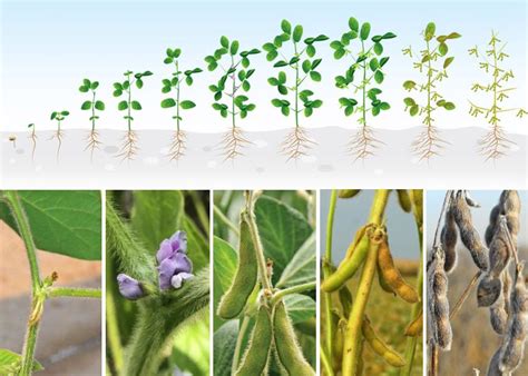 Understand The Soybeans Journey From Planting To Harvest Agweb