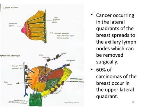 Pectoral Region And Breast Surgical Anatomy