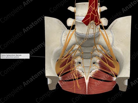 Pelvic Splanchnic Nerves Complete Anatomy