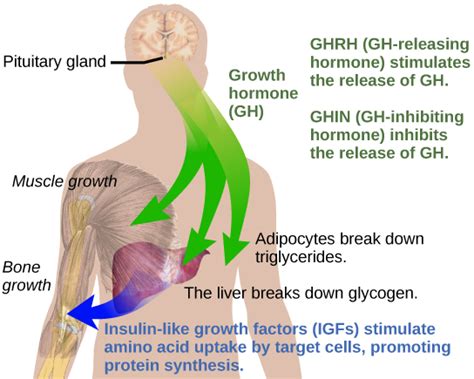 Growth Hormone Deficiency Overview