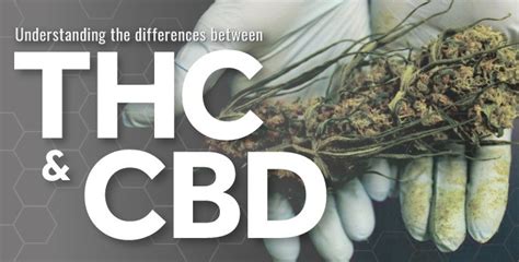 Cbd Vs Thc Understanding The Key Differences
