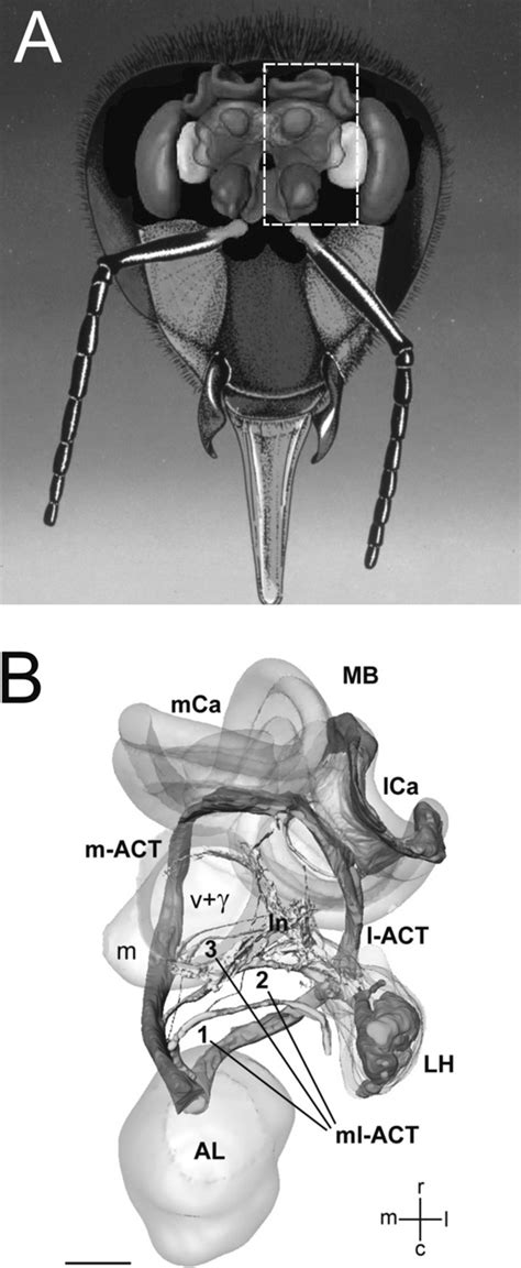 frontiers understanding the logics of pheromone processing in the