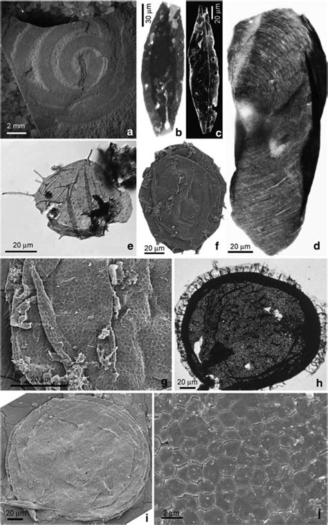 3 Representative Stage I Microfossils A Reflected Light Download