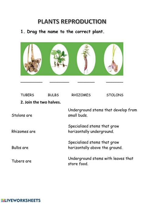 Solution Reproduction Worksheet 5 Asexual Reproduction 2015 2016