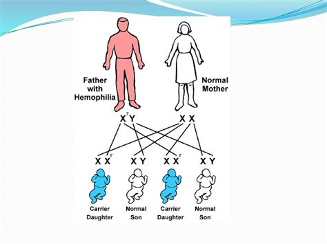 Patterns Of Heredity And Human Genetics Ppt Download