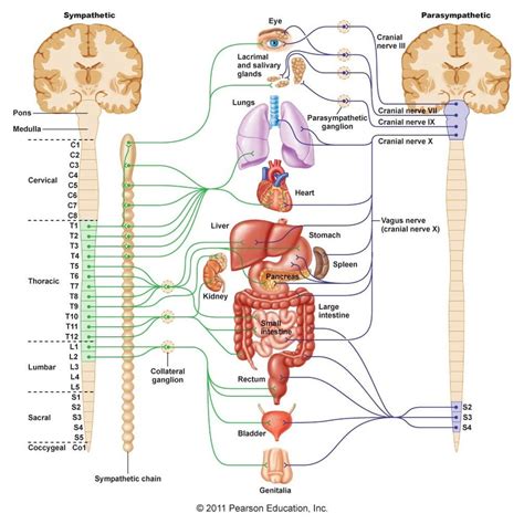 Human Physiology Structure And Function Of The Nervous System I Genius