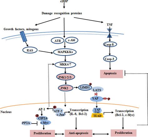 C‐jun N‐terminal Kinase Signalling Pathway In Response To Cisplatin