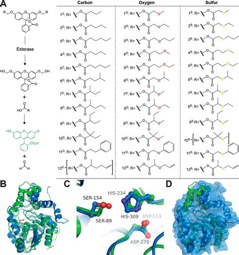 Fluorogenic Structure Activity Library Pinpoints Molecular Variations