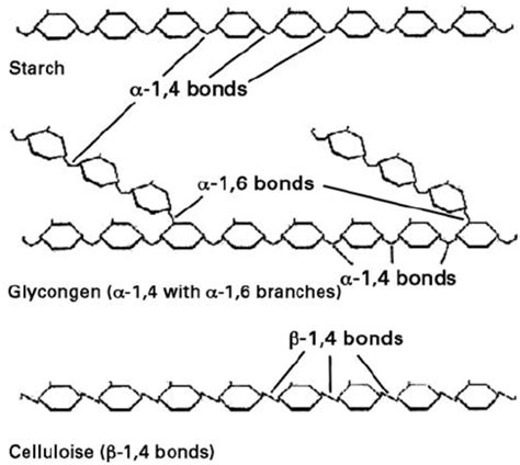 a schematic for the polysaccharides structure download scientific