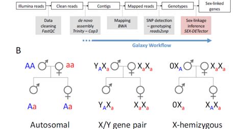 Genetic Sex Determination Rna Seq Blog