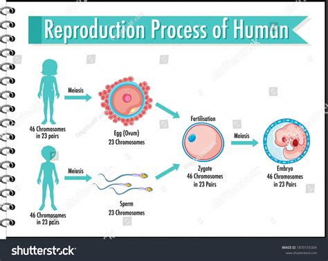 Reproduction Process Of Human Infographic Royalty Free Stock Vector
