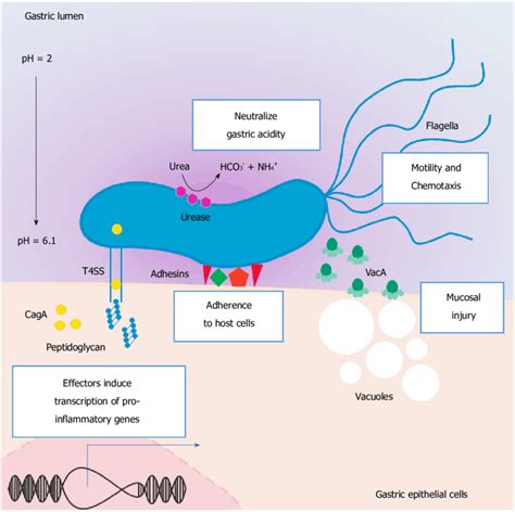 Helicobacter Pylori Virulence Factors Roles In 45 Off