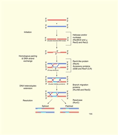 Initiation Of Genetic Recombination And Recombination Dependent