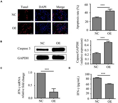 Frontiers Lncrna Enst00000421645 Upregulates Kank1 To Inhibit Ifn γ